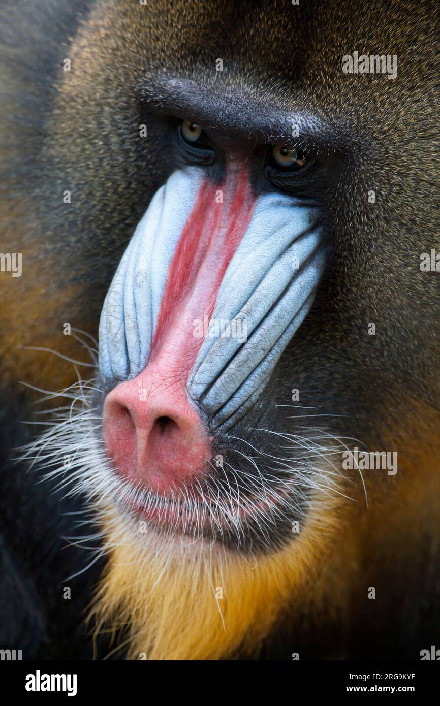 Monkey group portrait hi-res stock photography and images - Alamy
