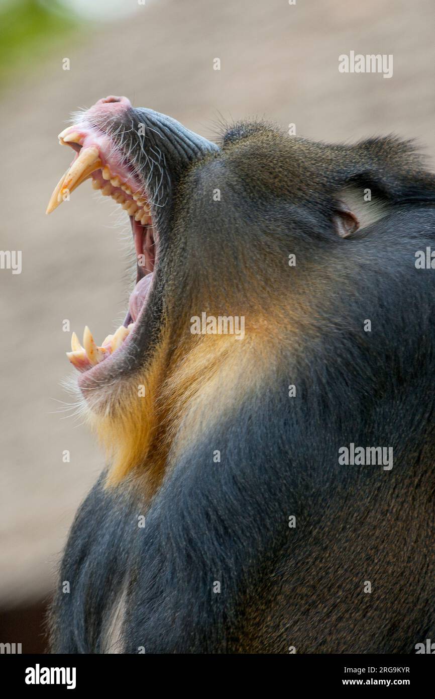 Largest ape hi-res stock photography and images - Alamy
