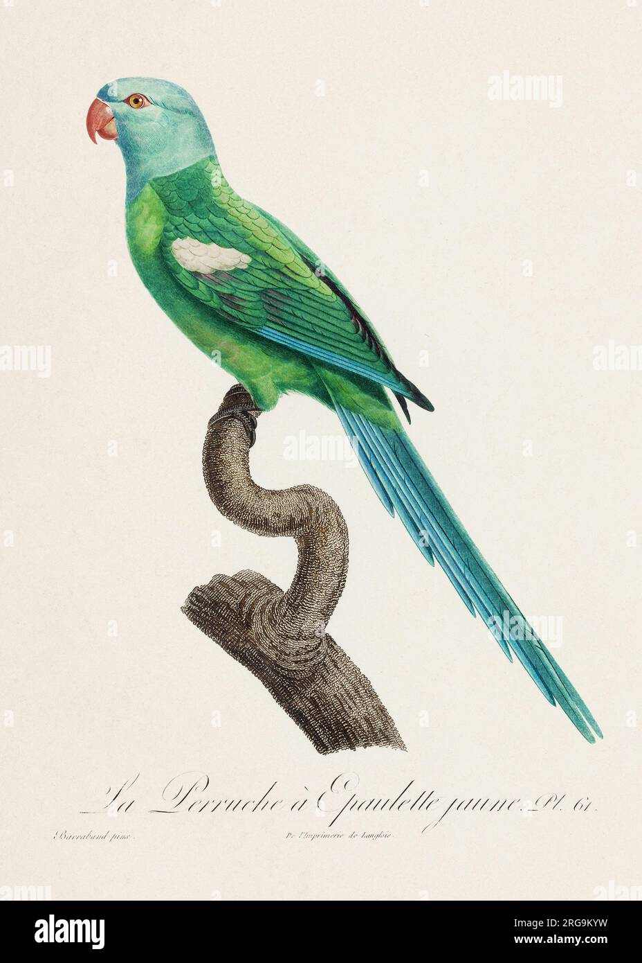 Vintage parrot illustration. Zoologically detailed French depiction ...