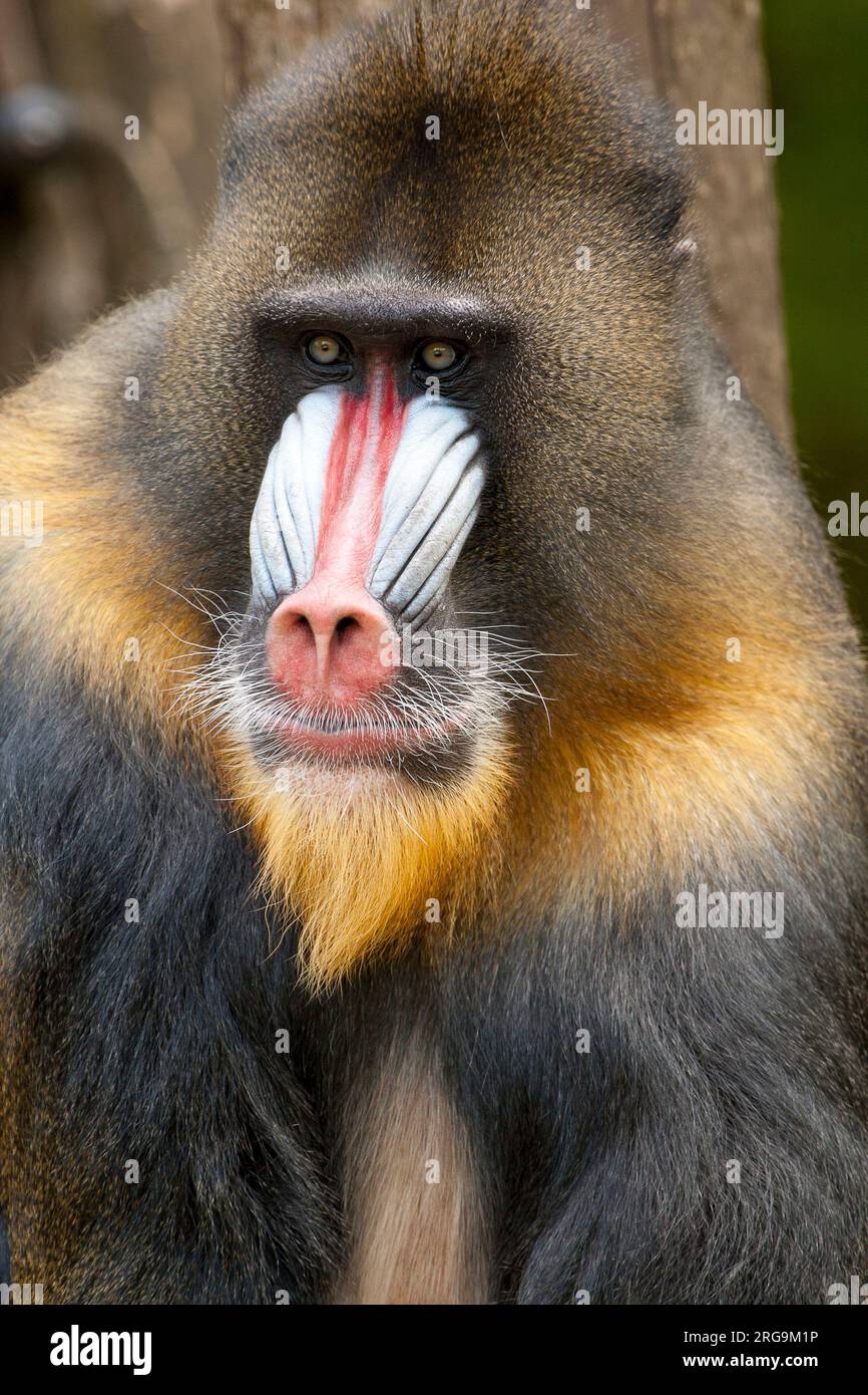 Mandrill group hi-res stock photography and images - Alamy