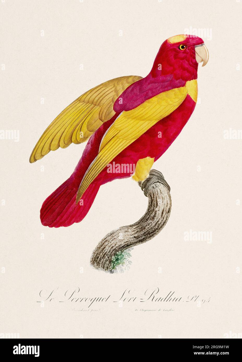 Vintage parrot illustration. Zoologically detailed French depiction ...
