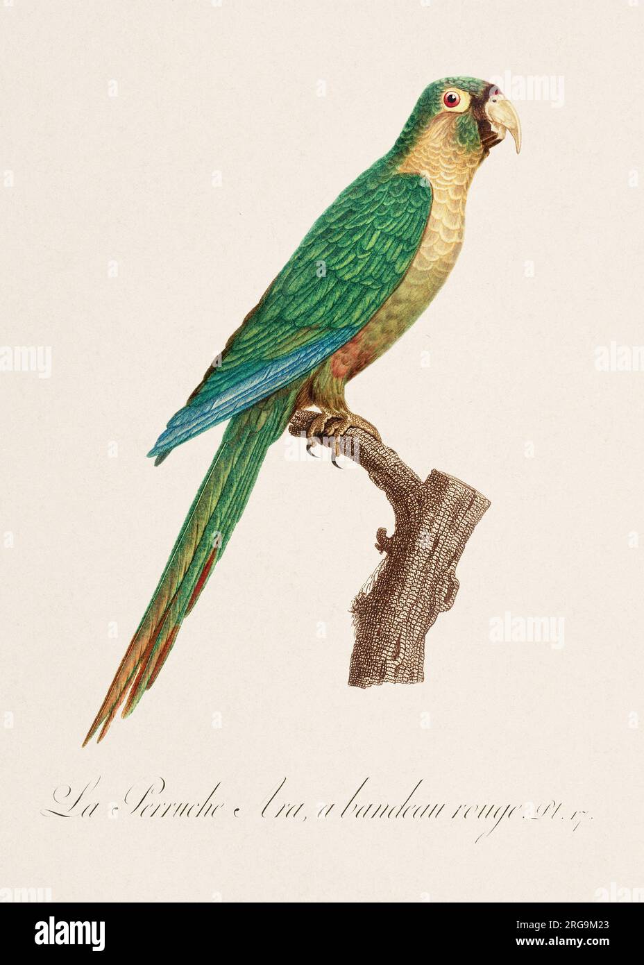 Vintage parrot illustration. Zoologically detailed French depiction ...