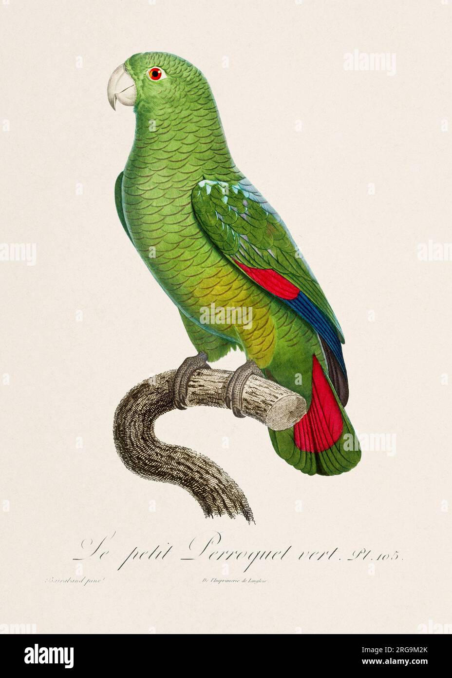 Vintage parrot illustration. Zoologically detailed French depiction ...