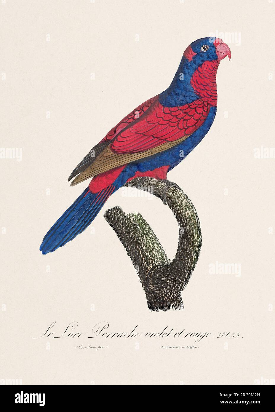 Vintage parrot illustration. Zoologically detailed French depiction ...