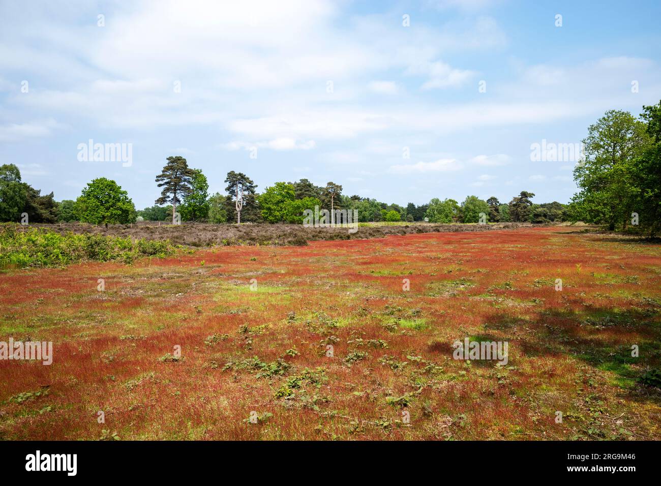 Suffolk heathlands hi-res stock photography and images - Alamy