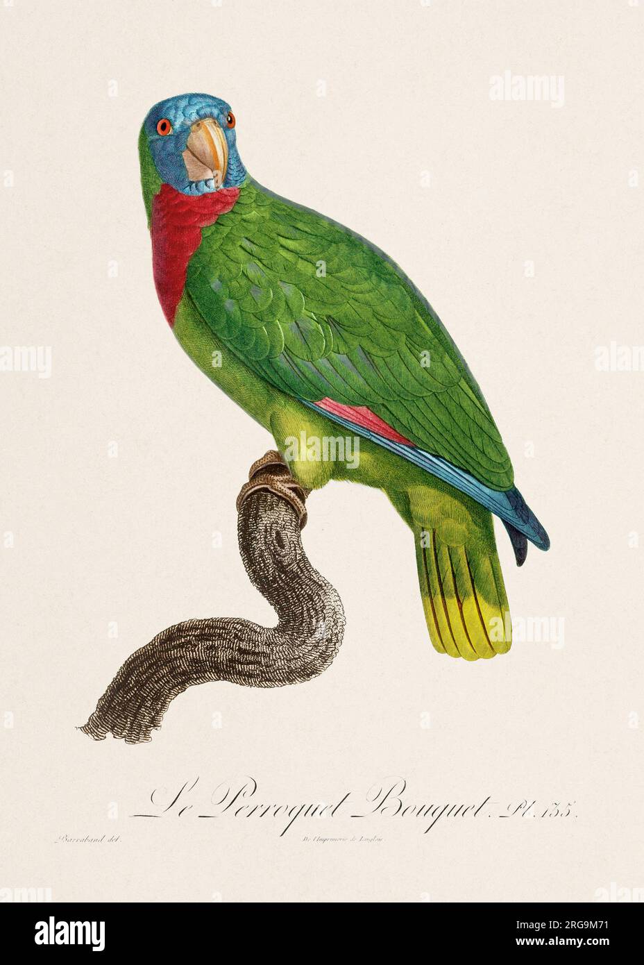 Vintage parrot illustration. Zoologically detailed French depiction ...