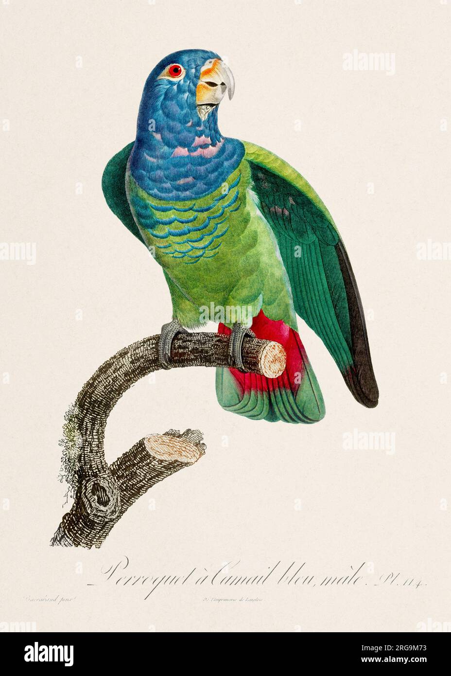 Vintage parrot illustration. Zoologically detailed French depiction ...