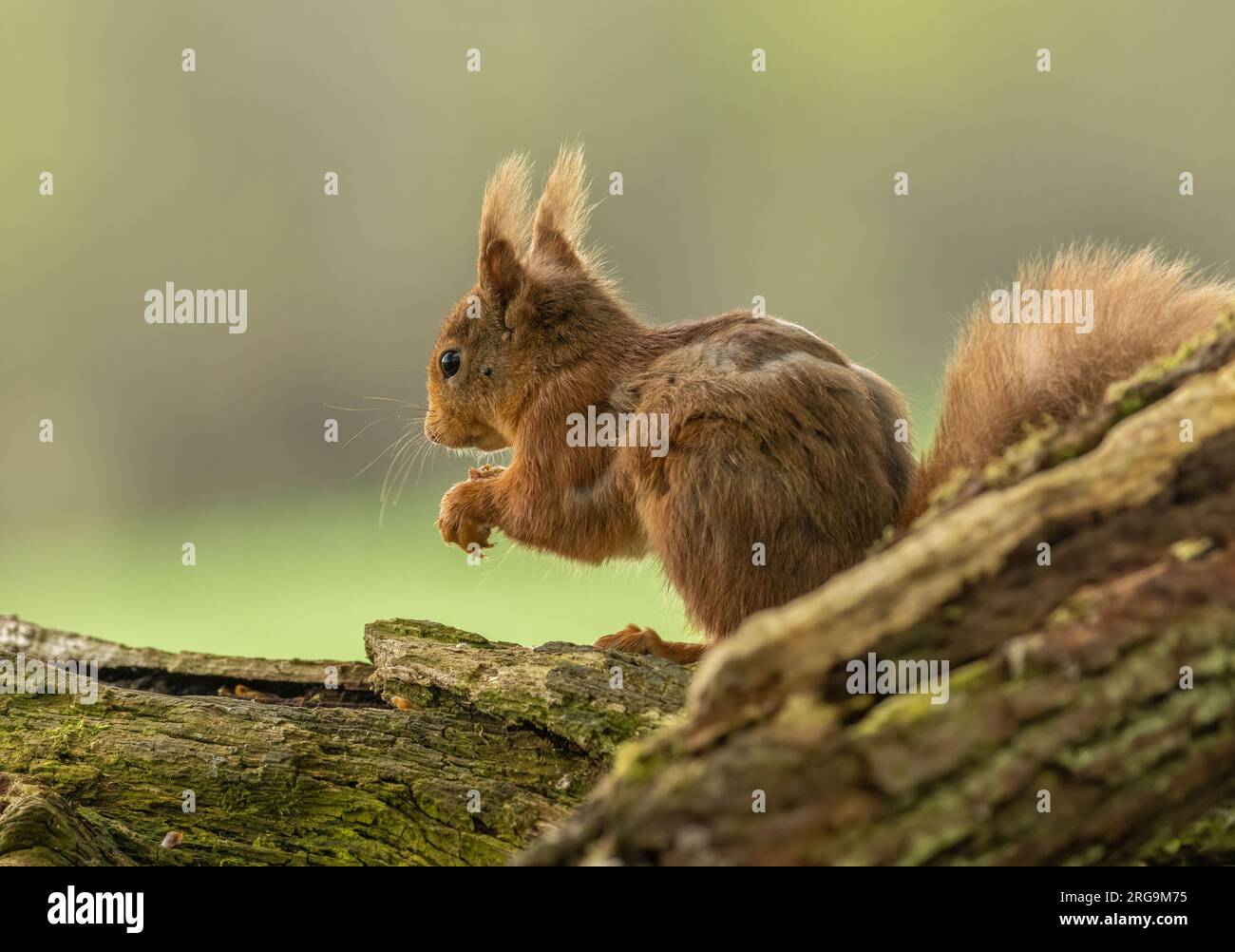 Cute little scottish red squirrel kit in the forest with a nut Stock ...