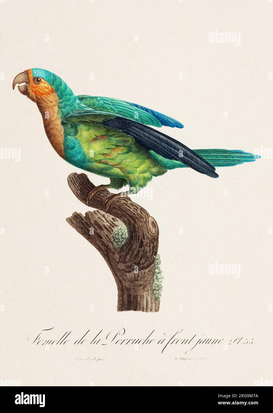 Vintage parrot illustration. Zoologically detailed French depiction ...