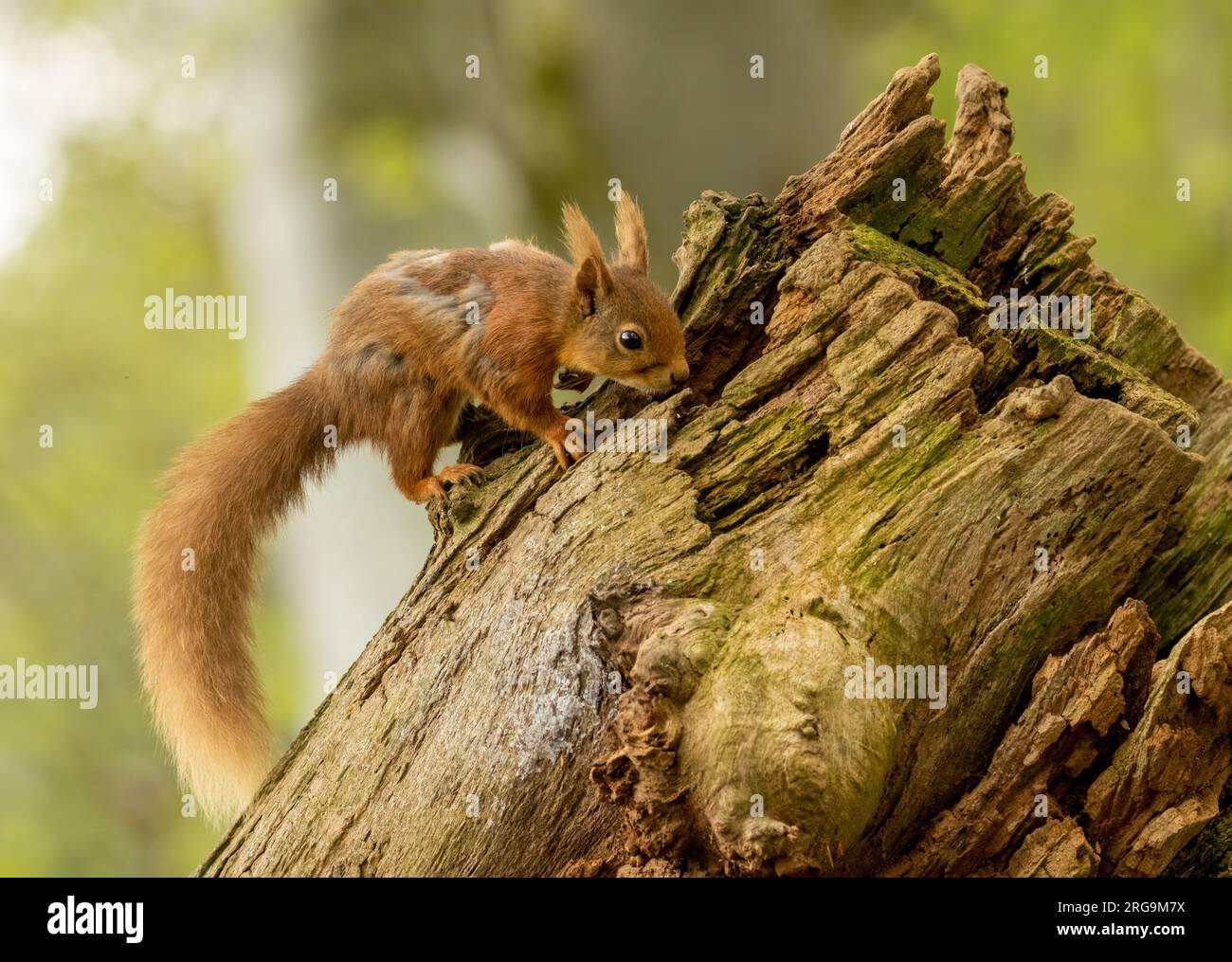 Cute little scottish red squirrel kit in the forest with a nut Stock ...
