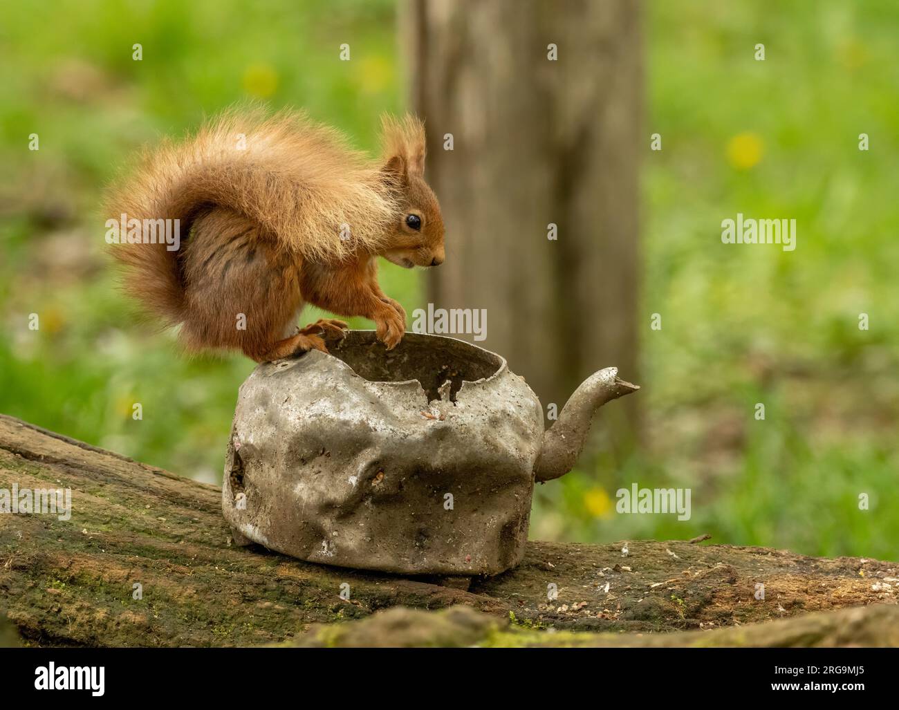 Cute little scottish red squirrel kit sitting on the edge of an old ...