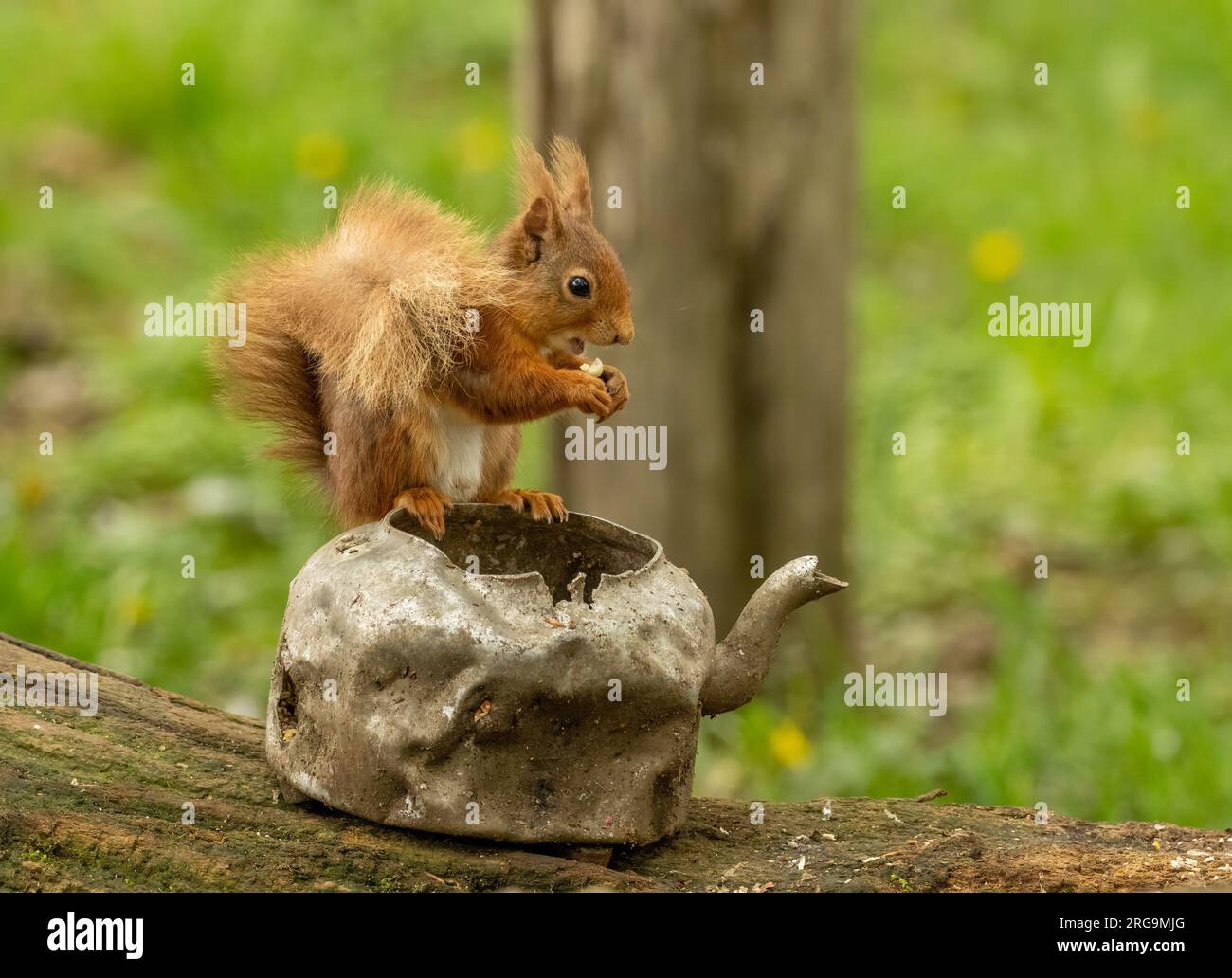 Cute little scottish red squirrel kit sitting on the edge of an old ...