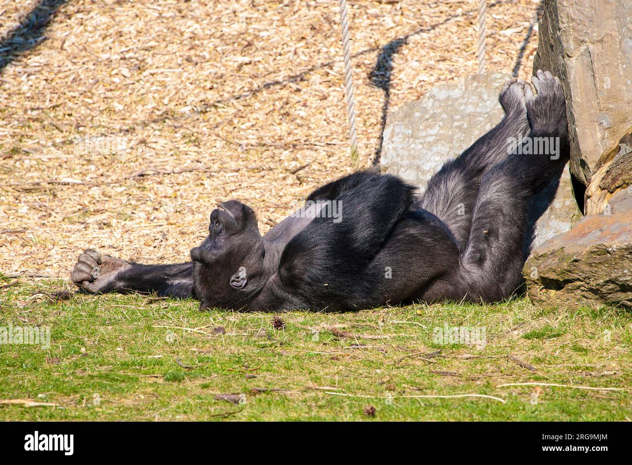 Gorilla lying gorilla gorilla hi-res stock photography and images - Alamy