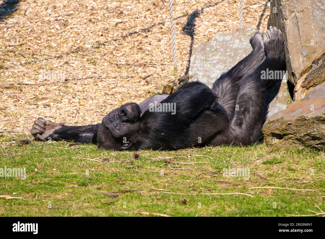 Gorilla lying gorilla gorilla hi-res stock photography and images - Alamy