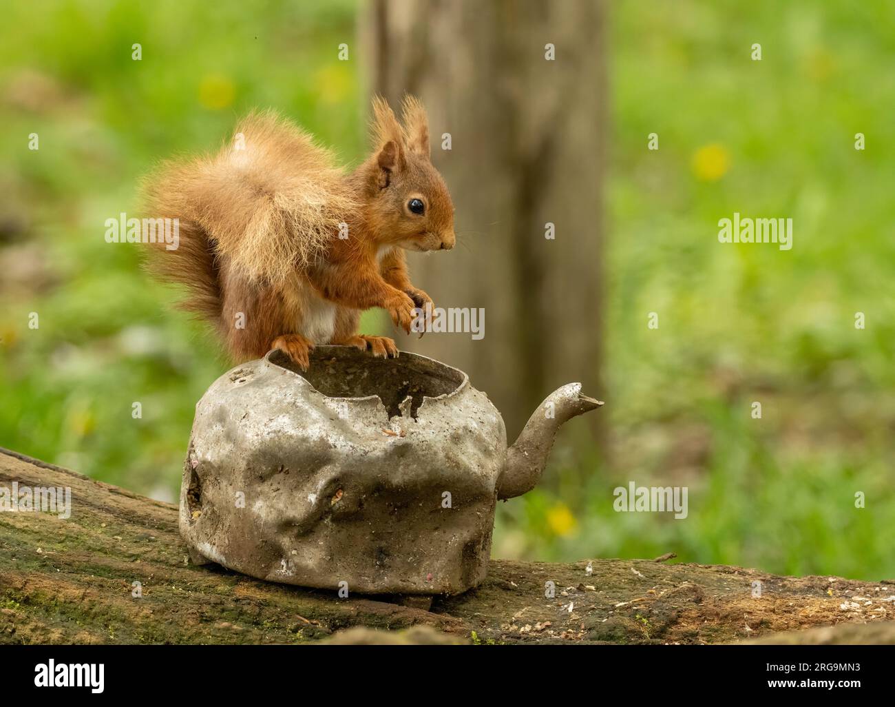Cute little scottish red squirrel kit sitting on the edge of an old ...