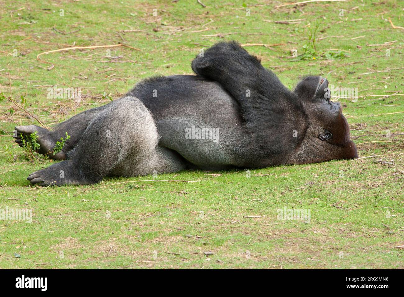 Gorilla lying gorilla gorilla hi-res stock photography and images - Alamy