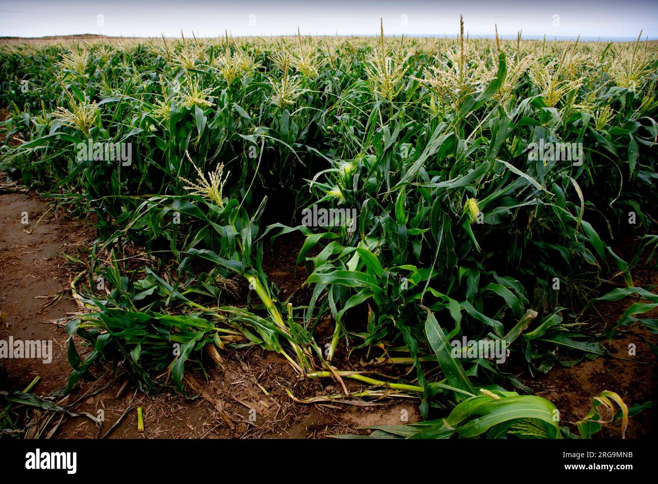 Severe storm system hi-res stock photography and images - Alamy