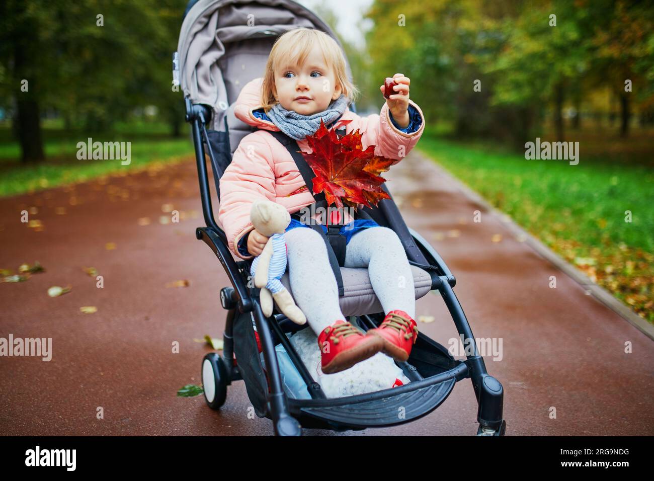 Adorable little girl in pushchair with red maple leaves. Toddler having ...