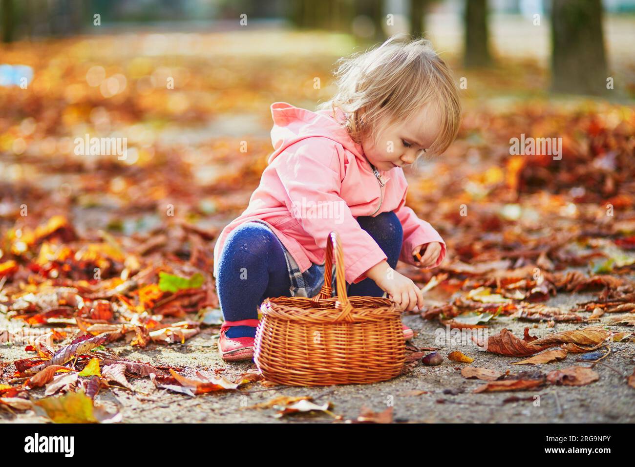 Adorable toddler girl picking chestnuts in basket in Tuileries garden ...