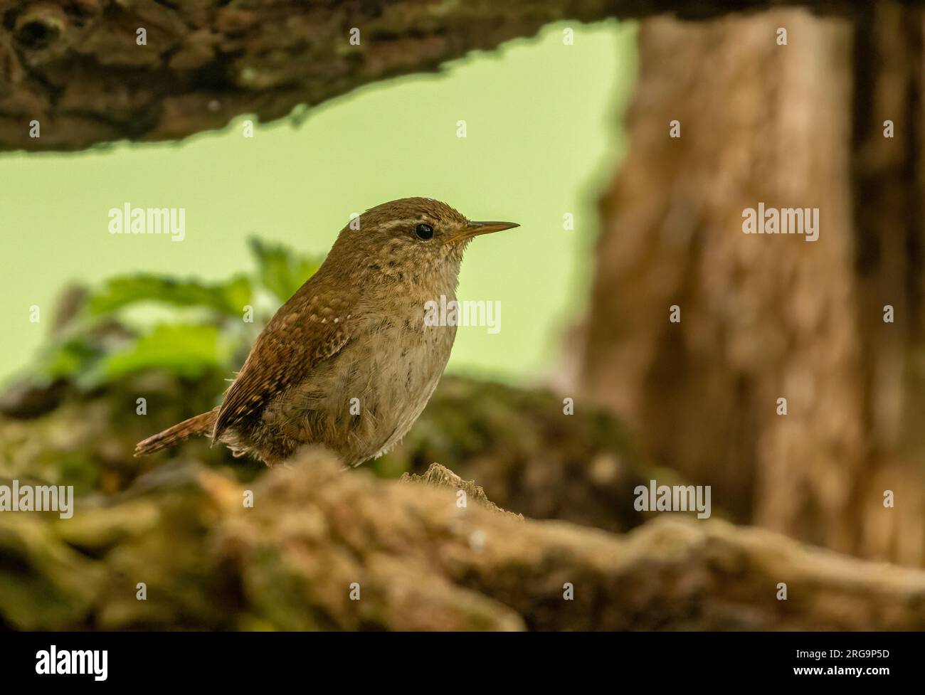 Tiny wren bird foraging for food around old tree trunks in the forest ...