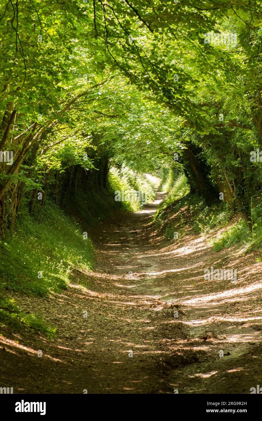 Tree tunnel, avenue, sunken lane, path, Halnaker, Sussex, UK. November ...
