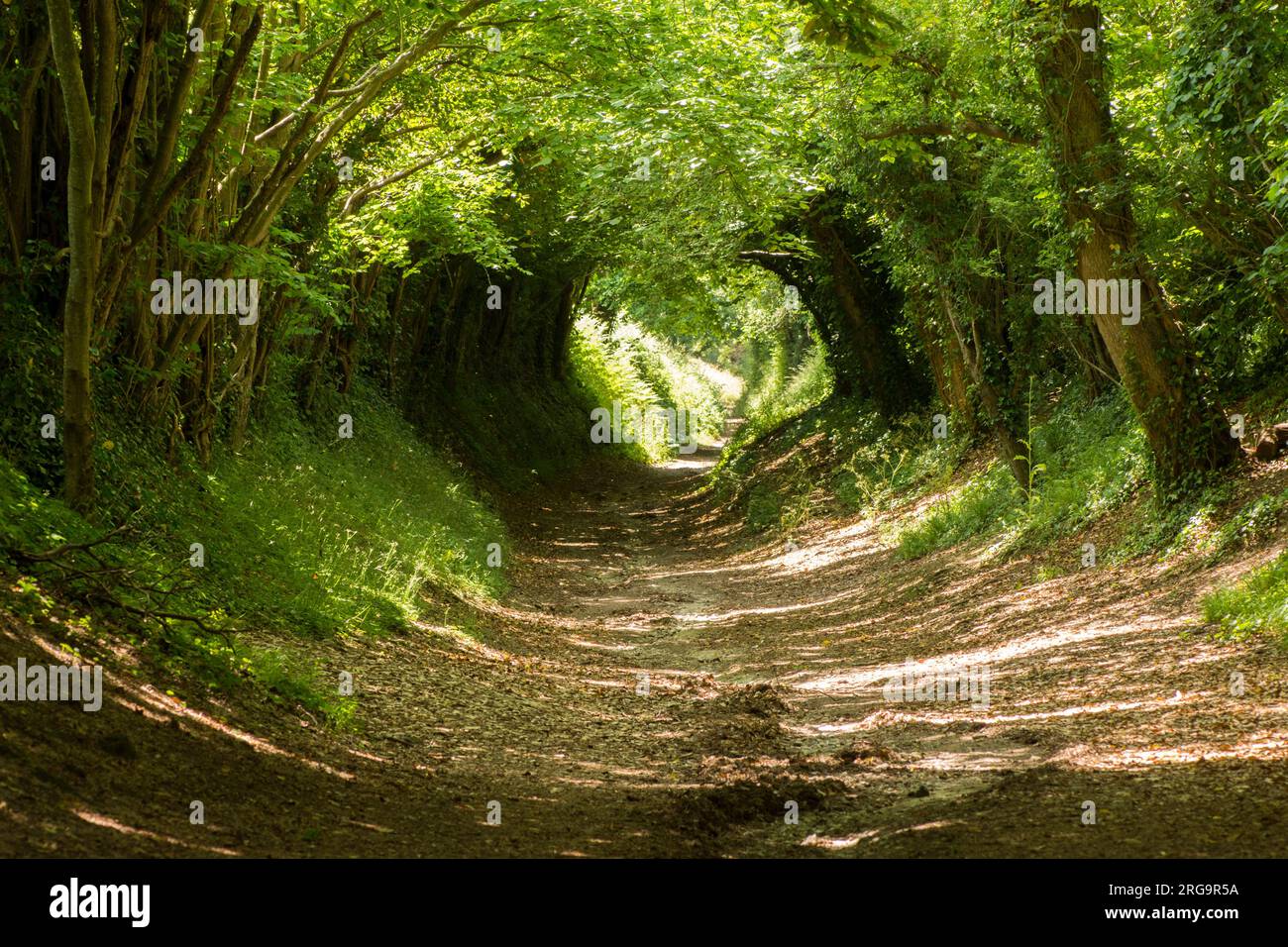 Tree tunnel, avenue, sunken lane, path, Halnaker, Sussex, UK. November ...