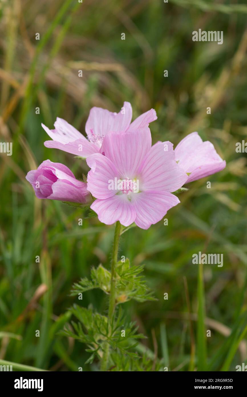Musk mallow, Malva moschata, clump, bunch of flowers, South Downs, June ...
