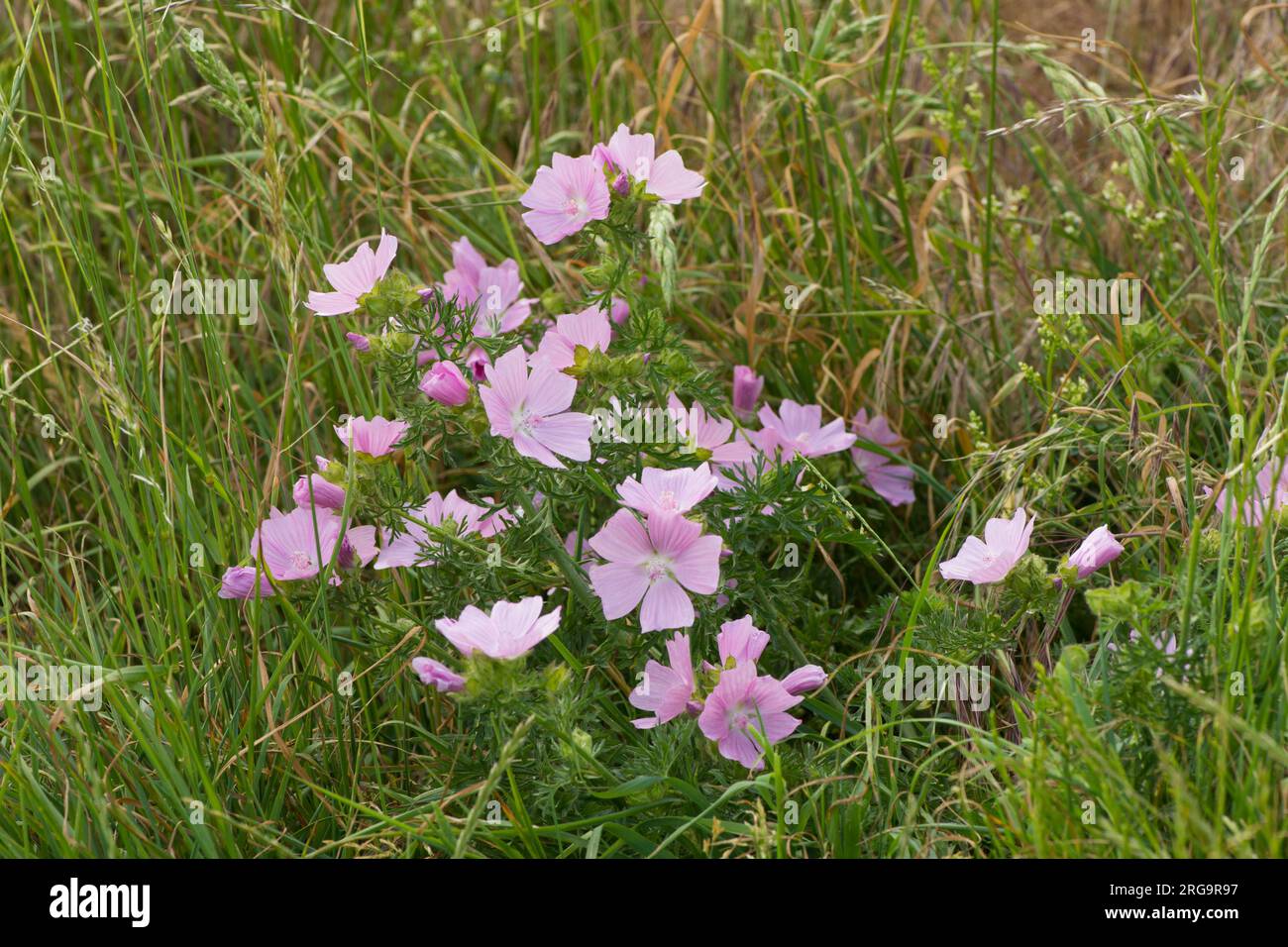 Musk mallow, Malva moschata, clump, bunch of flowers, South Downs, June ...