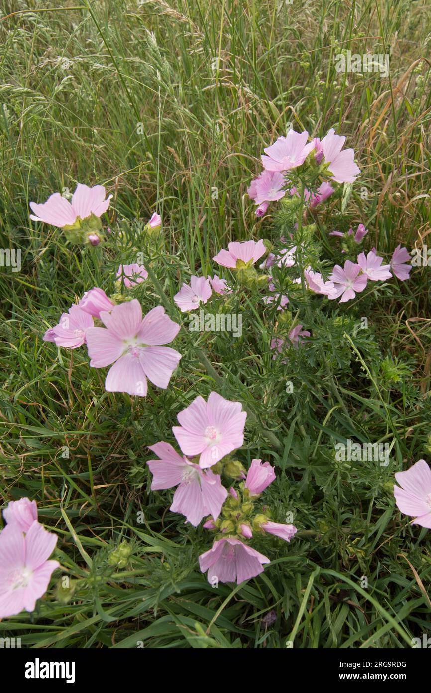 Musk mallow, Malva moschata, clump, bunch of flowers, South Downs, June ...