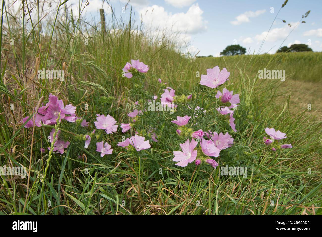 Musk mallow, Malva moschata, habitat path side leading up to Halnaker ...