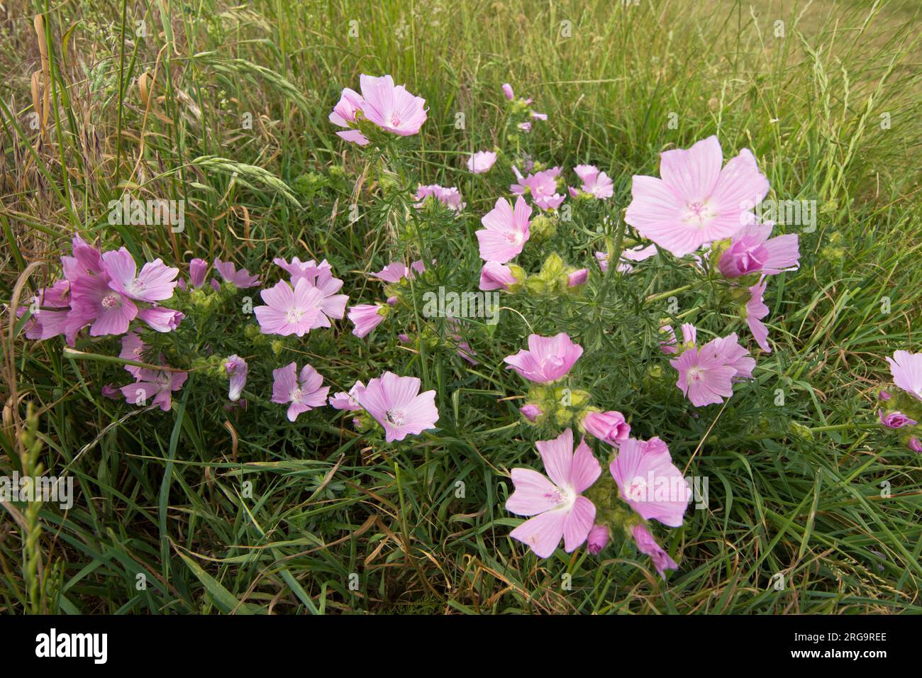 Musk mallow, Malva moschata, clump, bunch of flowers, South Downs, June ...