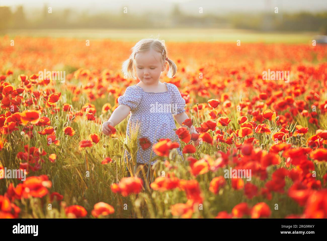 Adorable toddler girl in blue dress walking in the field of blooming ...