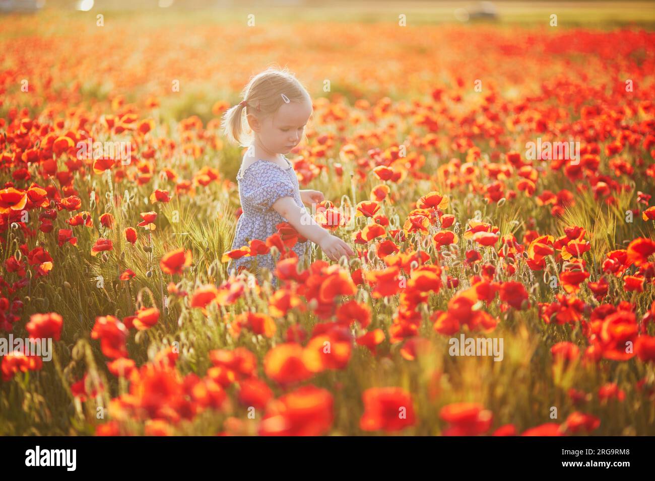 Adorable toddler girl in blue dress walking in the field of blooming ...