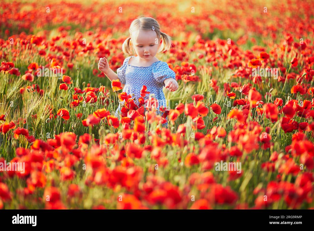 Adorable toddler girl in blue dress walking in the field of blooming ...