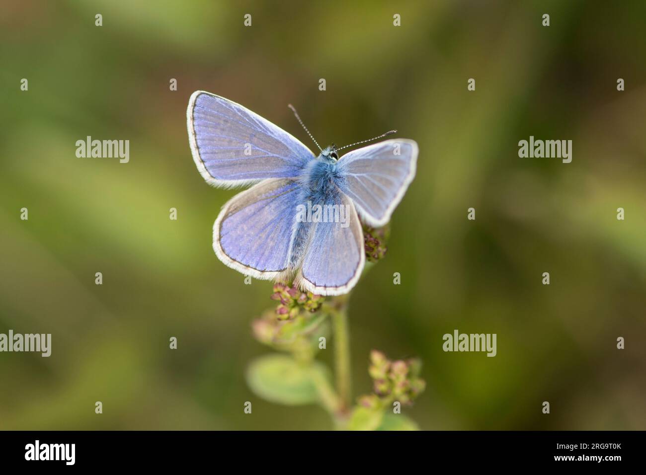 Common Blue butterfly, Polyommatus icarus, male, wings open, upper ...