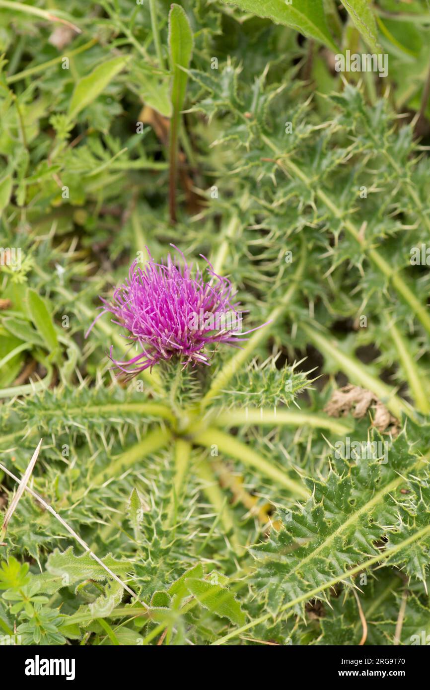 Dwarf thistle or Stemless thistle, Cirsium acaule, single flower and ...