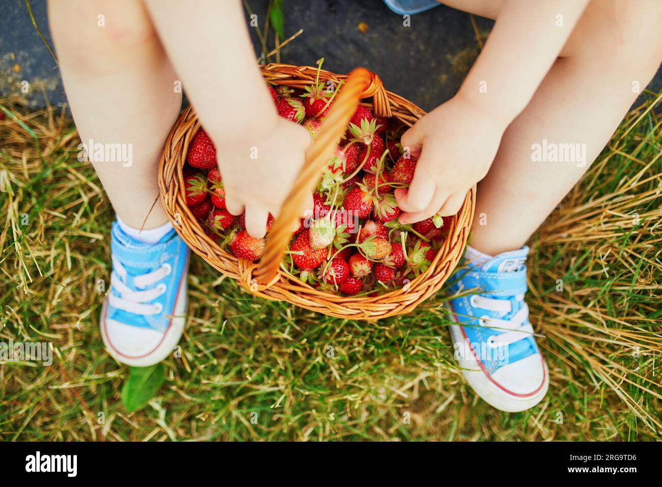 Adorable toddler girl in straw hat picking and eating fresh organic ...