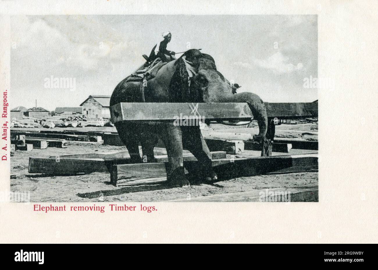 Elephant lifting and shifting a large timber log using its trunk ...