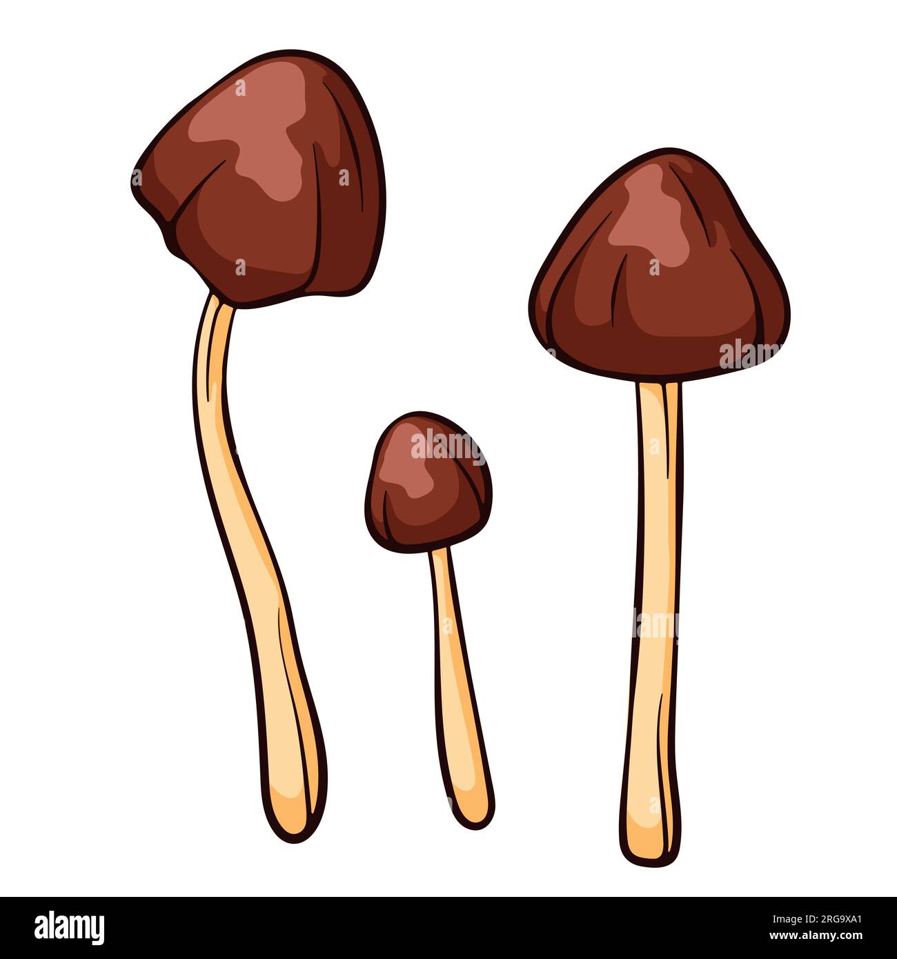Conocybe Filaris inedible mushroom in cartoon style. Poisonous food ...