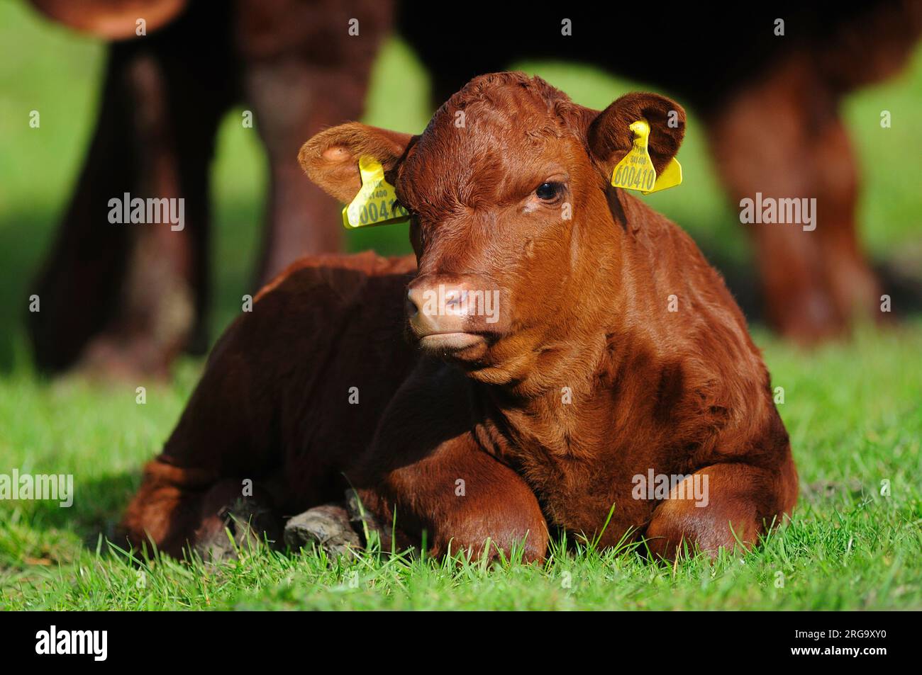 Devon red calf hi-res stock photography and images - Alamy