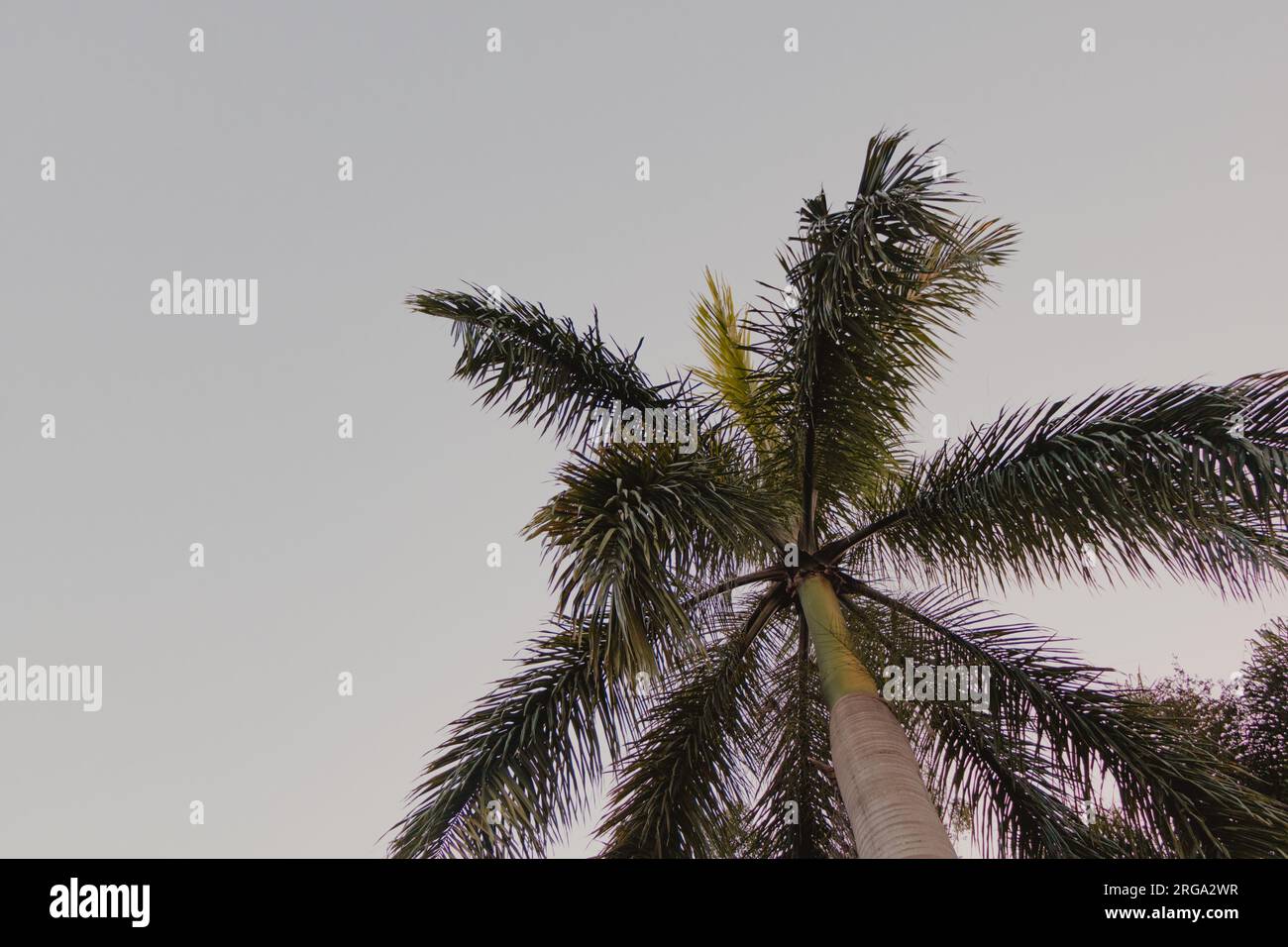 palm tree from below at the dusk Stock Photo - Alamy