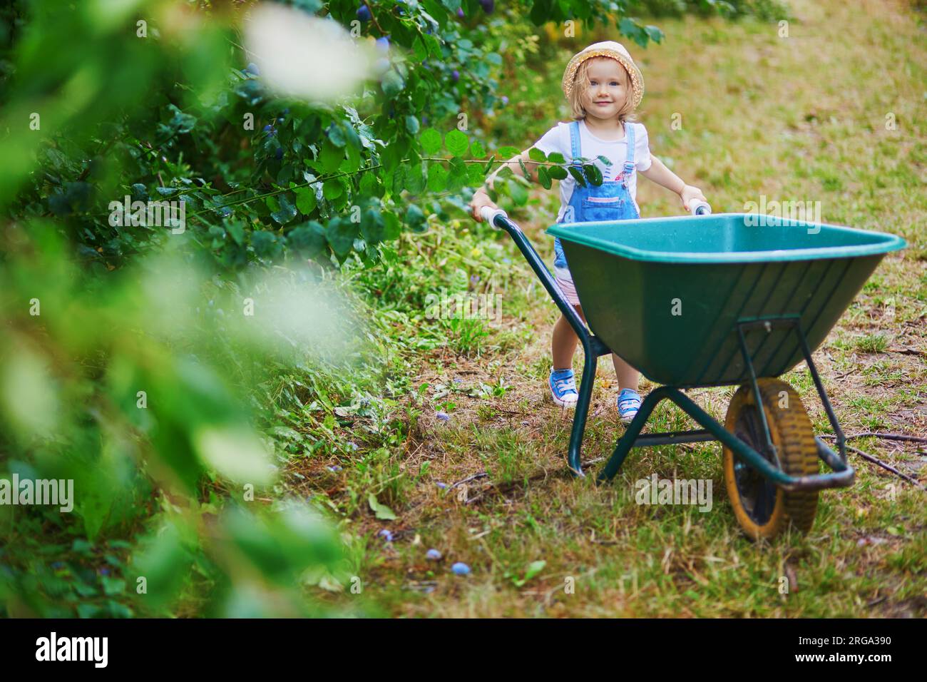 Adorable toddler girl in straw hat pushing wheelbarrow near plum trees ...