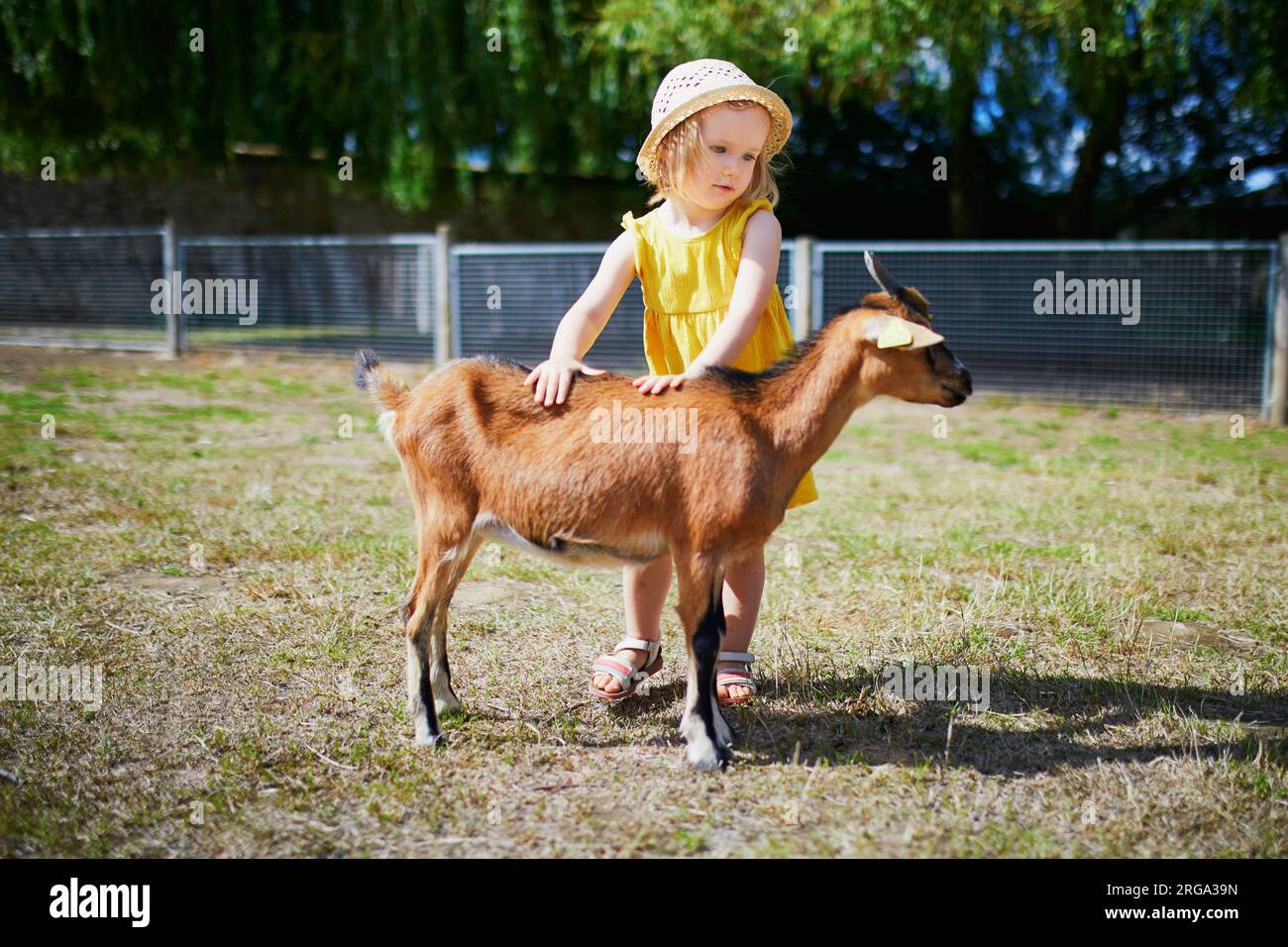 Adorable toddler girl in yellow dress and straw hat playing with goats ...