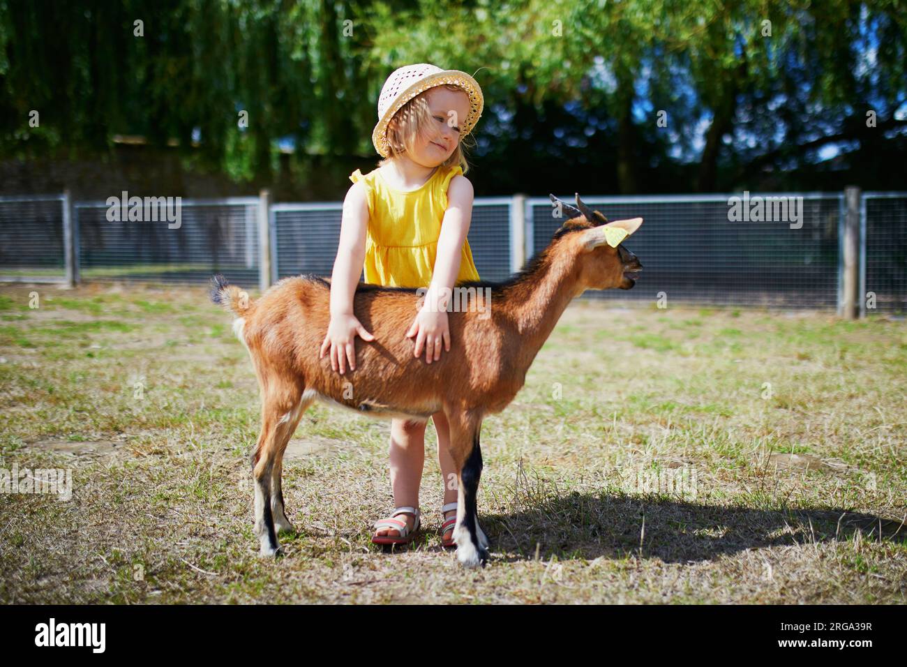 Adorable toddler girl in yellow dress and straw hat playing with goats ...