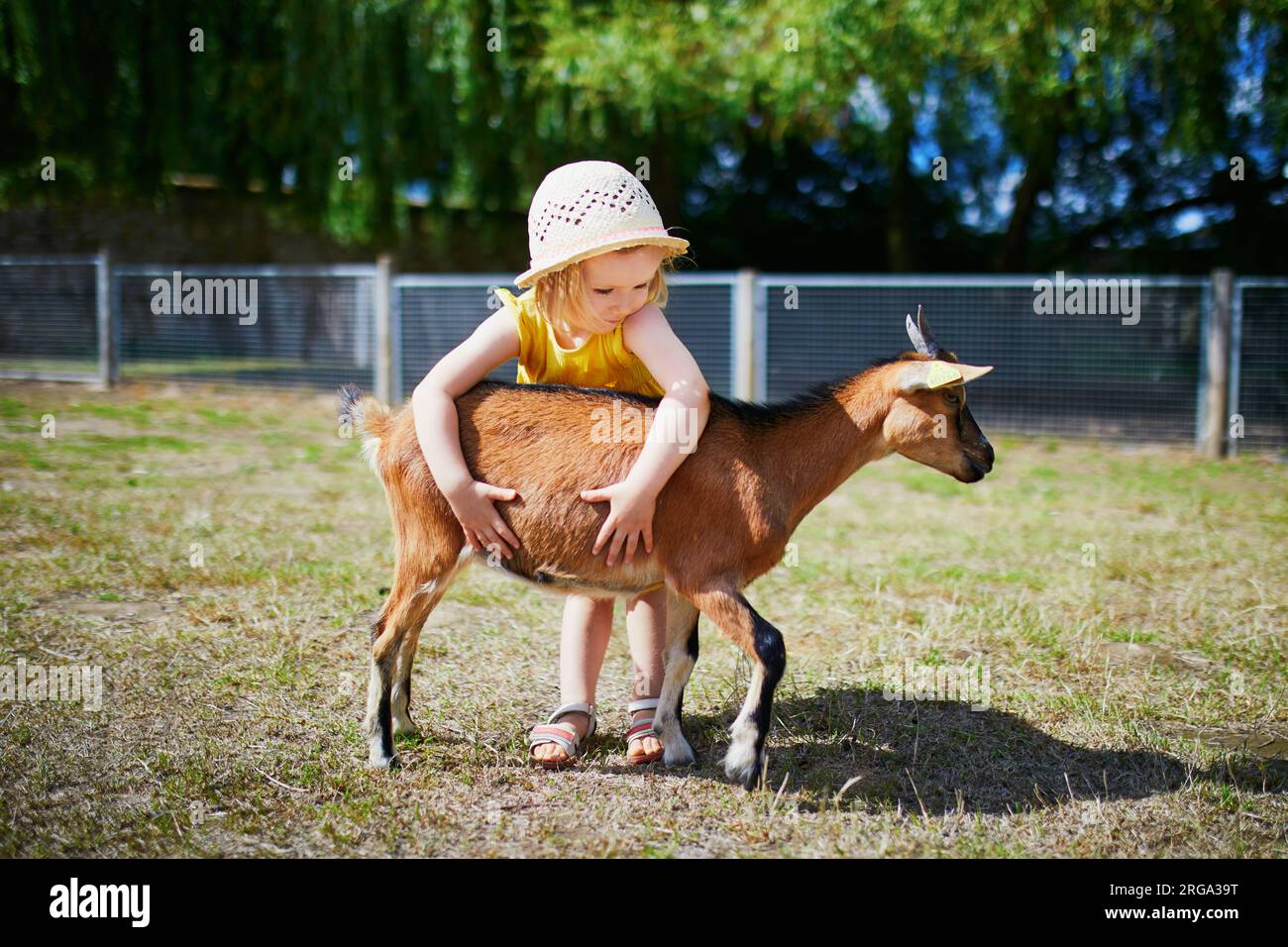 Adorable toddler girl in yellow dress and straw hat playing with goats ...