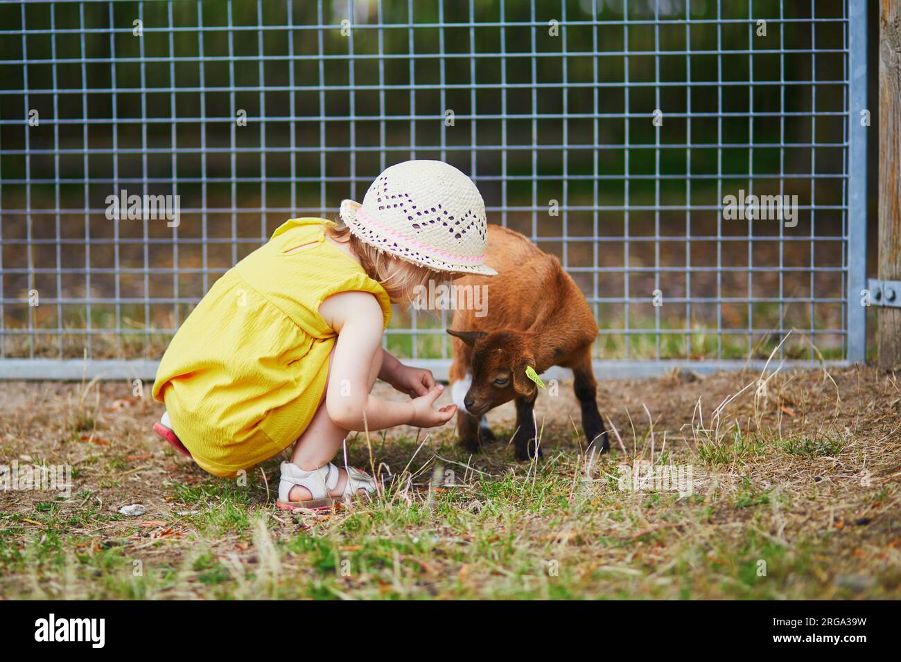 Adorable toddler girl in yellow dress and straw hat playing with goats ...