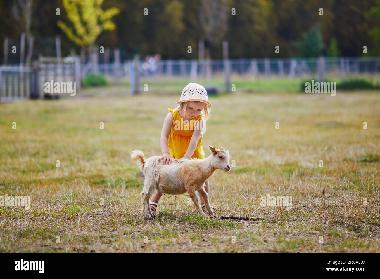 Adorable toddler girl in yellow dress and straw hat playing with goats ...