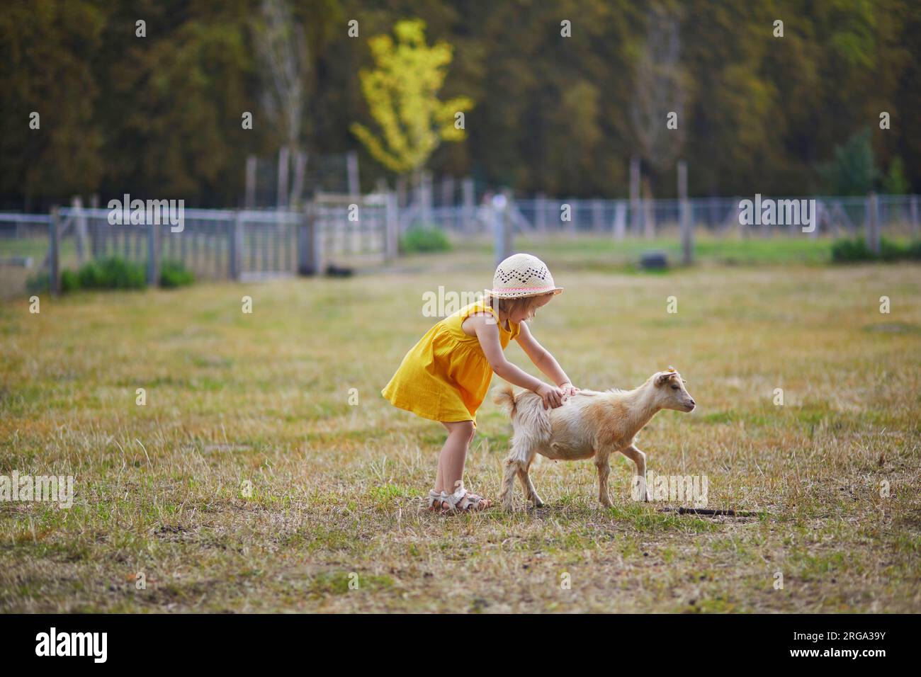 Adorable toddler girl in yellow dress and straw hat playing with goats ...