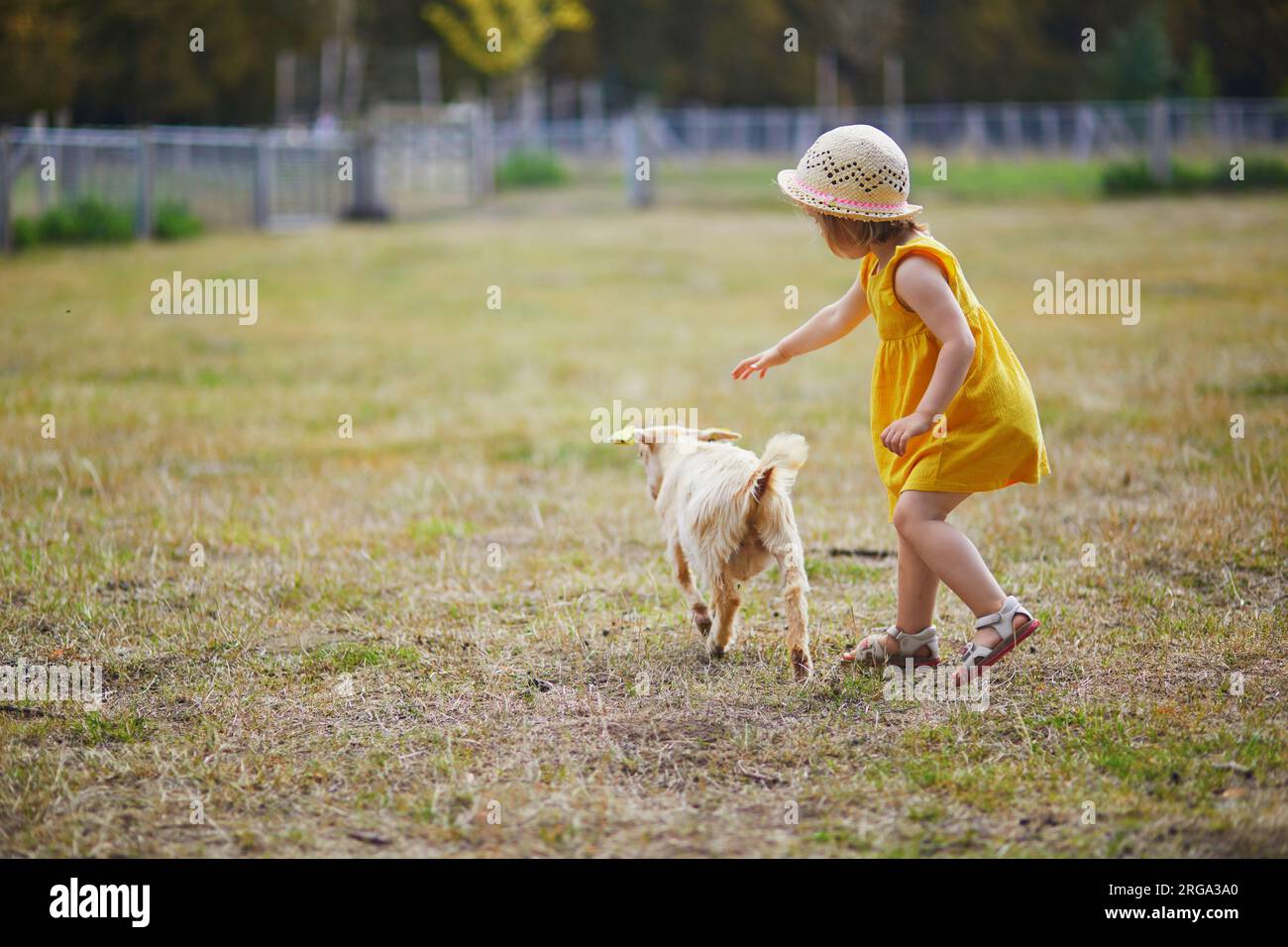Adorable toddler girl in yellow dress and straw hat playing with goats ...