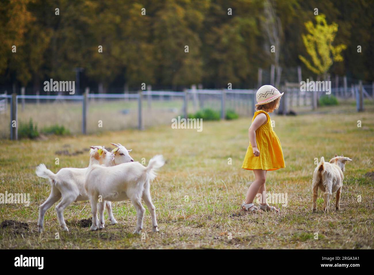 Adorable toddler girl in yellow dress and straw hat playing with goats ...